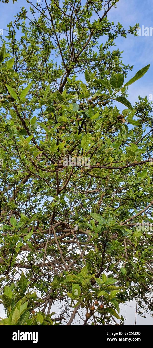 Sandpaper Fig (Ficus opposita) Plantae Stock Photo - Alamy