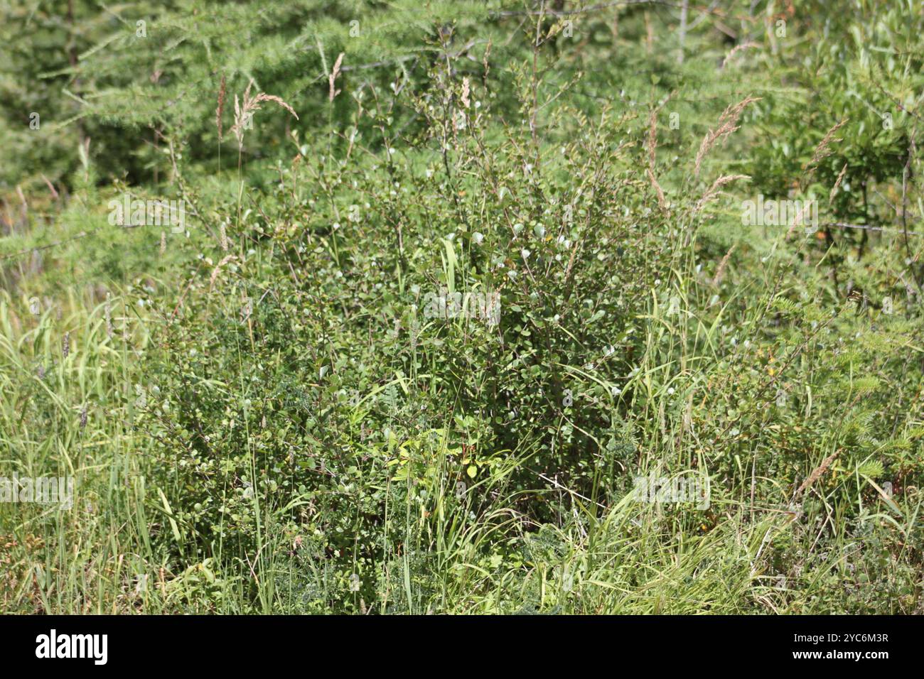 dwarf resin birch (Betula glandulosa) Plantae Stock Photo - Alamy