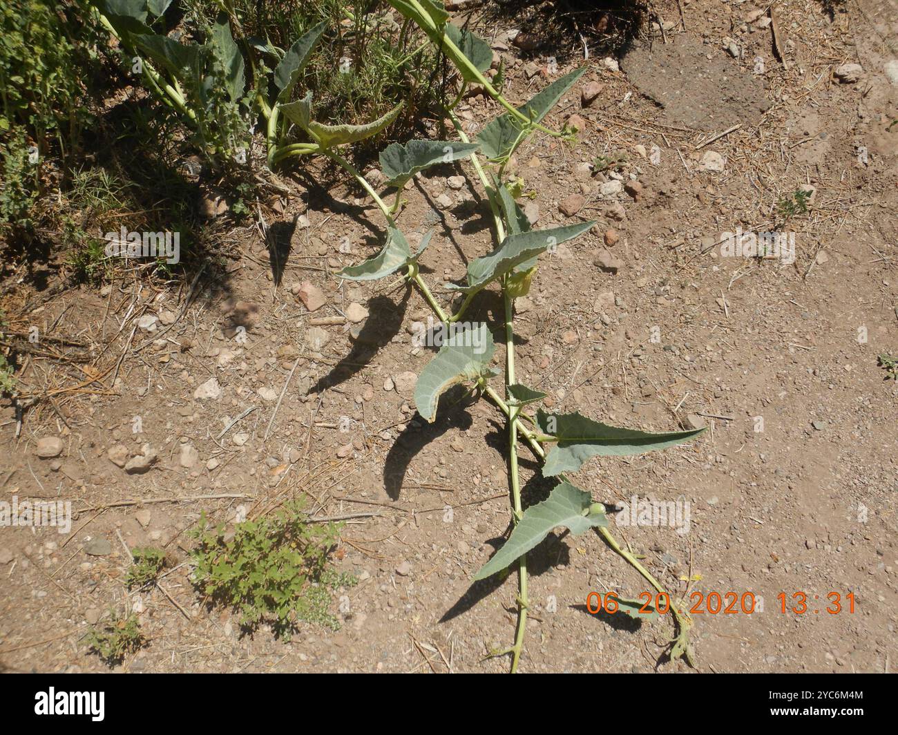 Buffalo Gourd (Cucurbita foetidissima) Plantae Stock Photo - Alamy