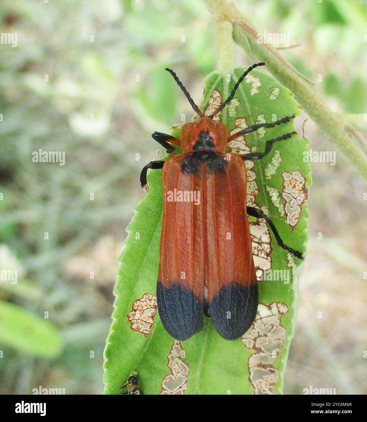 Net-winged Beetles (Lycidae) Insecta Stock Photo - Alamy