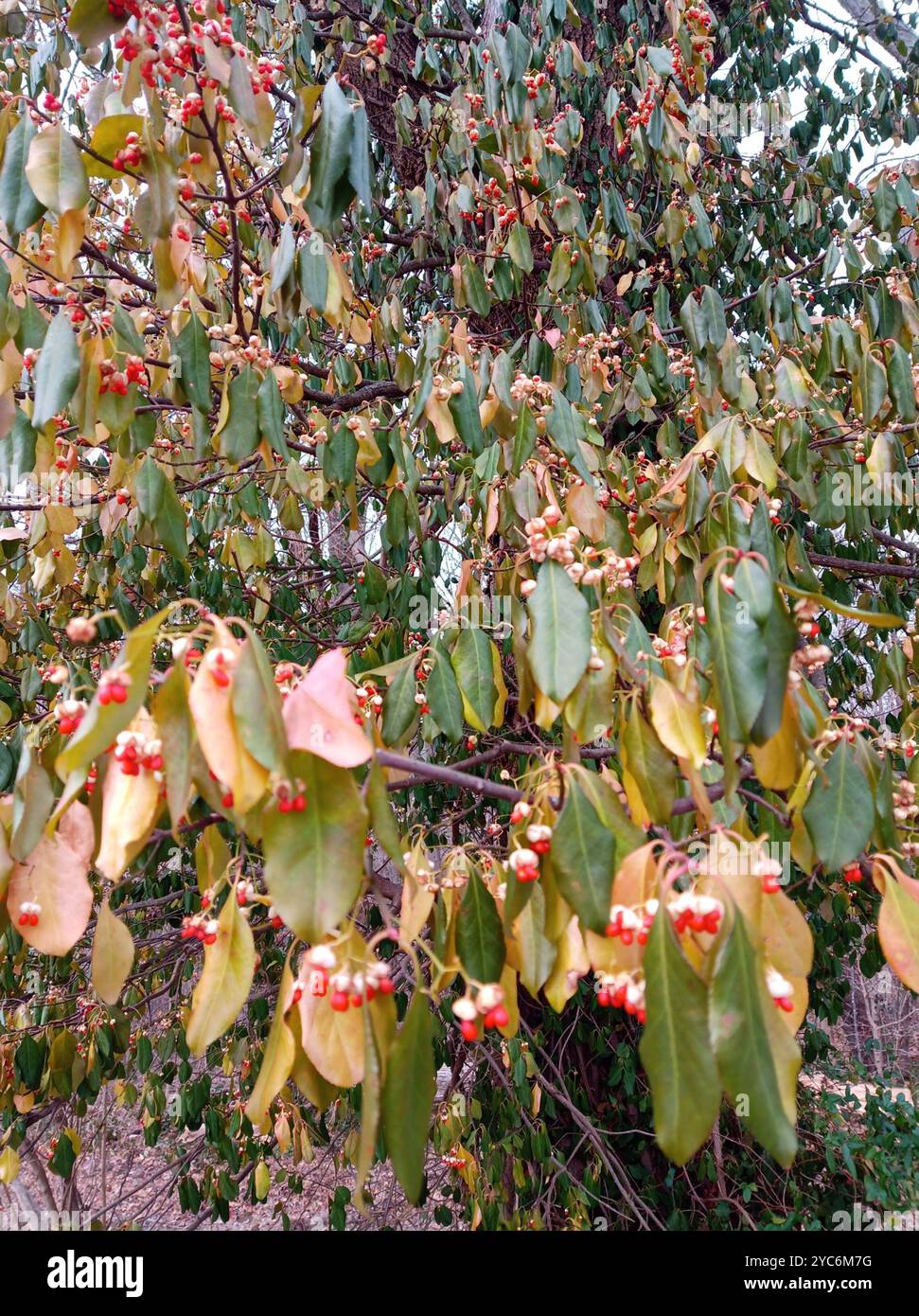 fortune's spindle (Euonymus fortunei) Plantae Stock Photo - Alamy