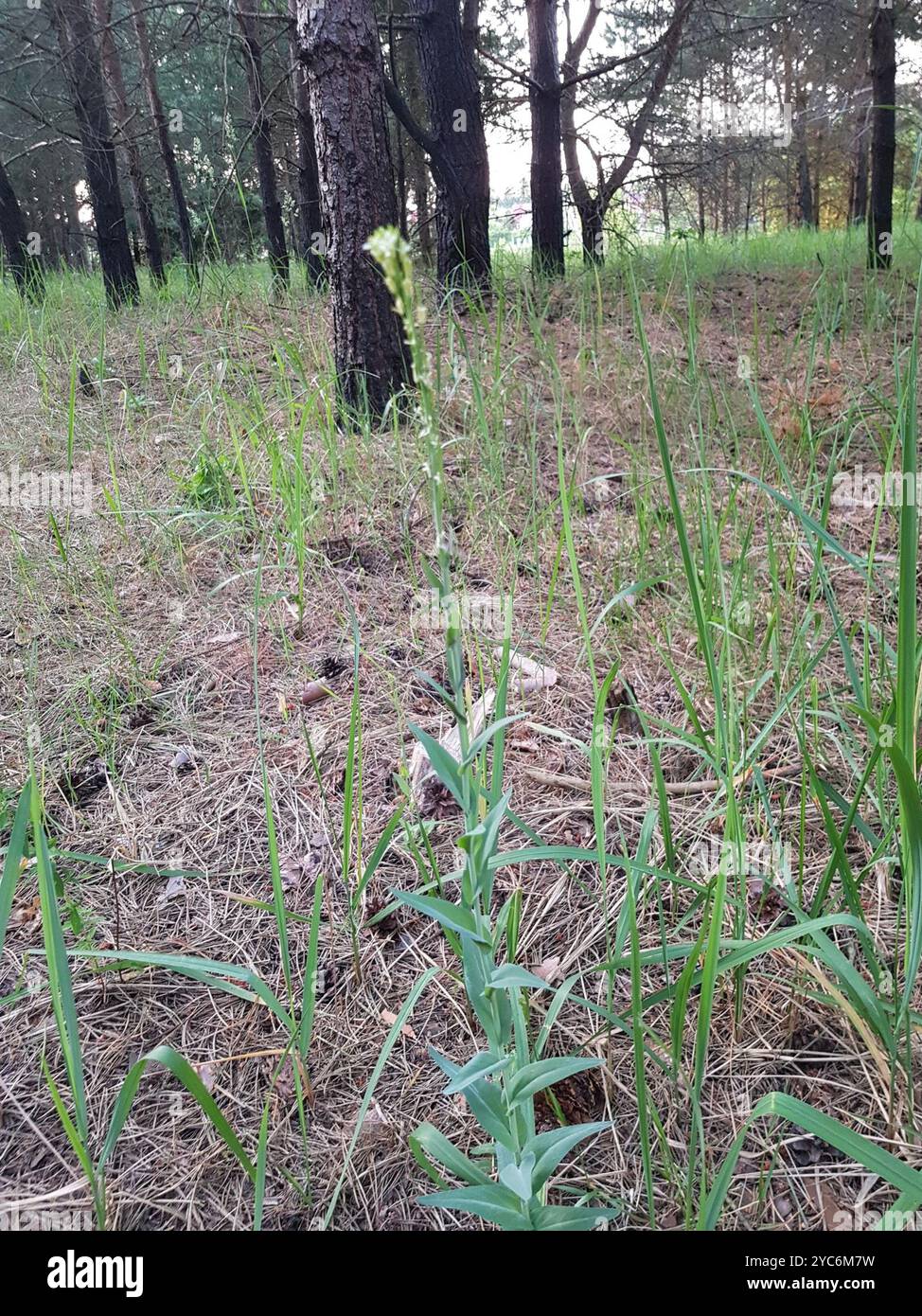 Tower Mustard (Turritis glabra) Plantae Stock Photo - Alamy