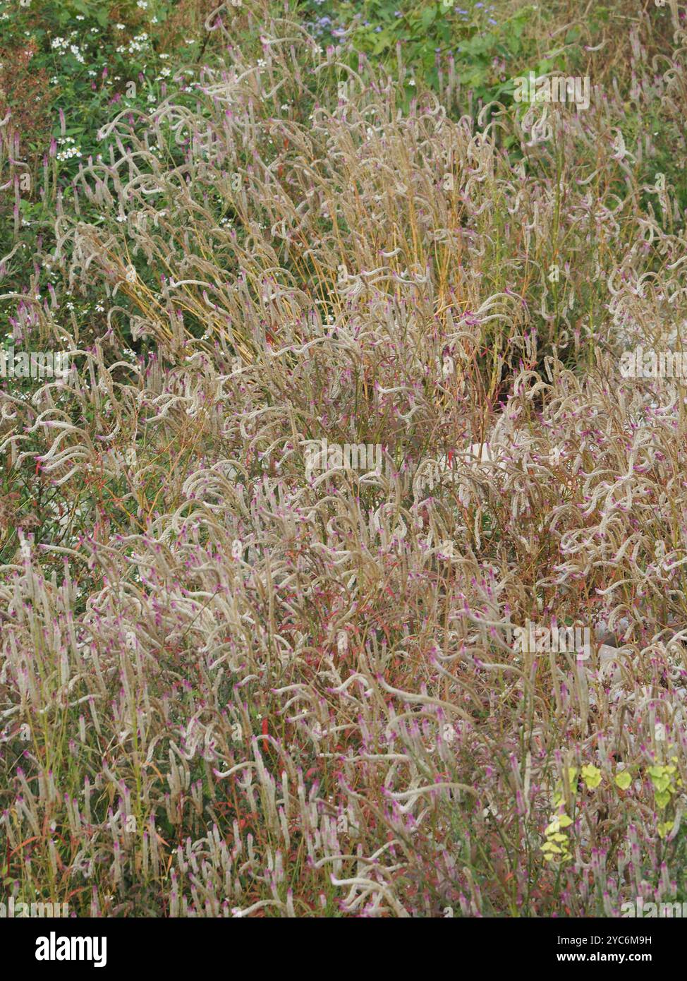 Quail Grass (Celosia argentea) Plantae Stock Photo - Alamy