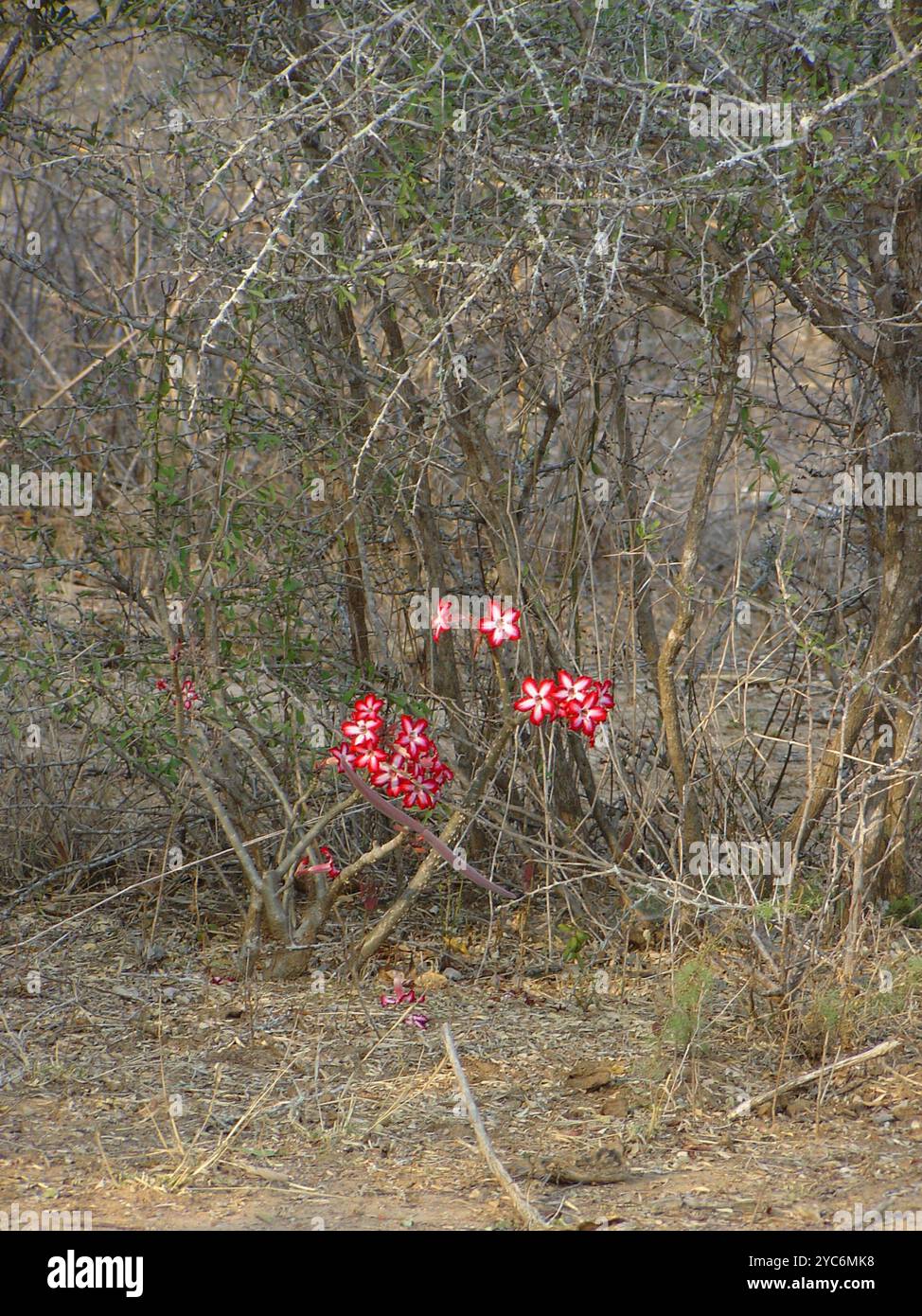 impala lily (Adenium multiflorum) Plantae Stock Photo - Alamy