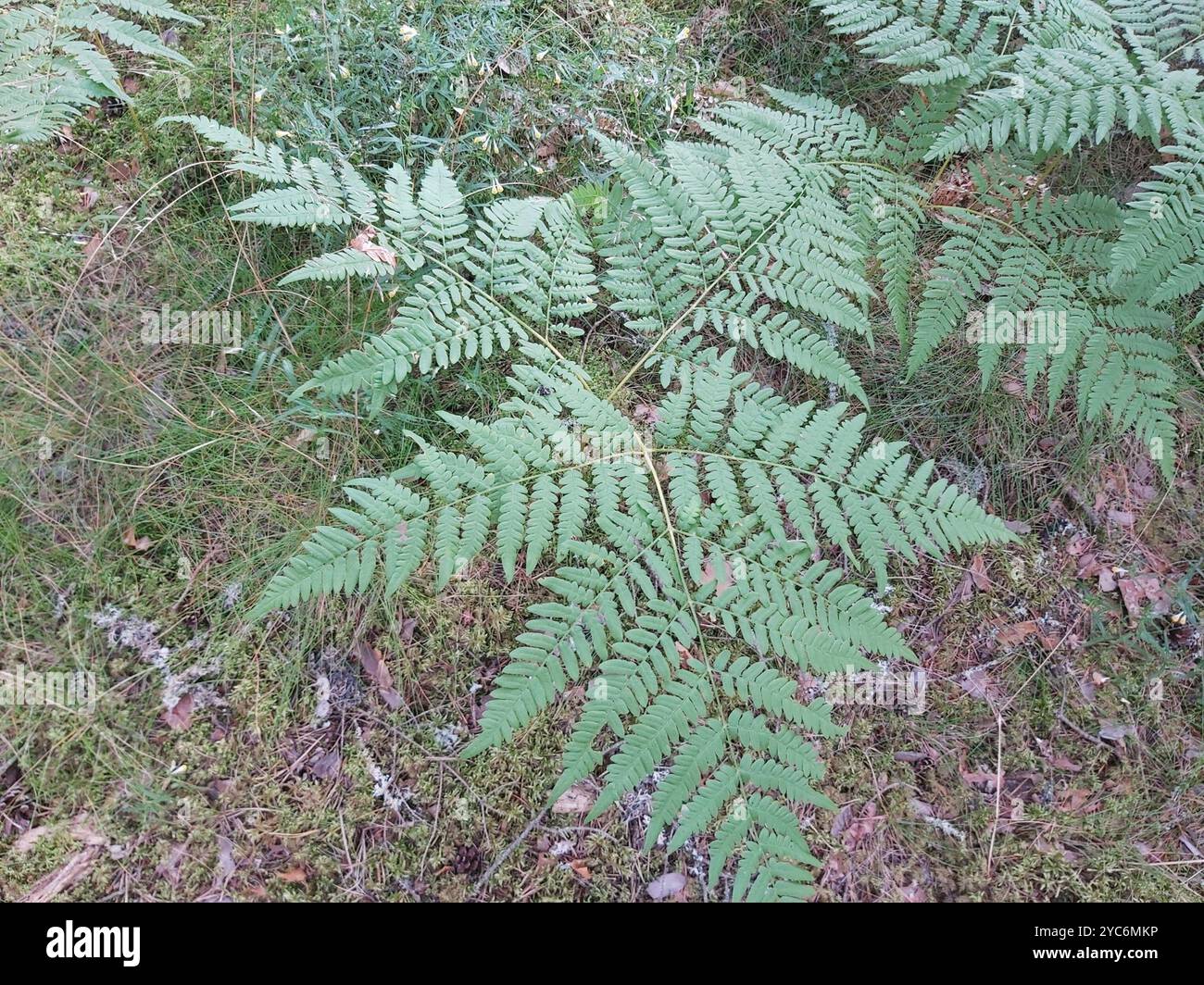 common bracken (Pteridium aquilinum) Plantae Stock Photo - Alamy