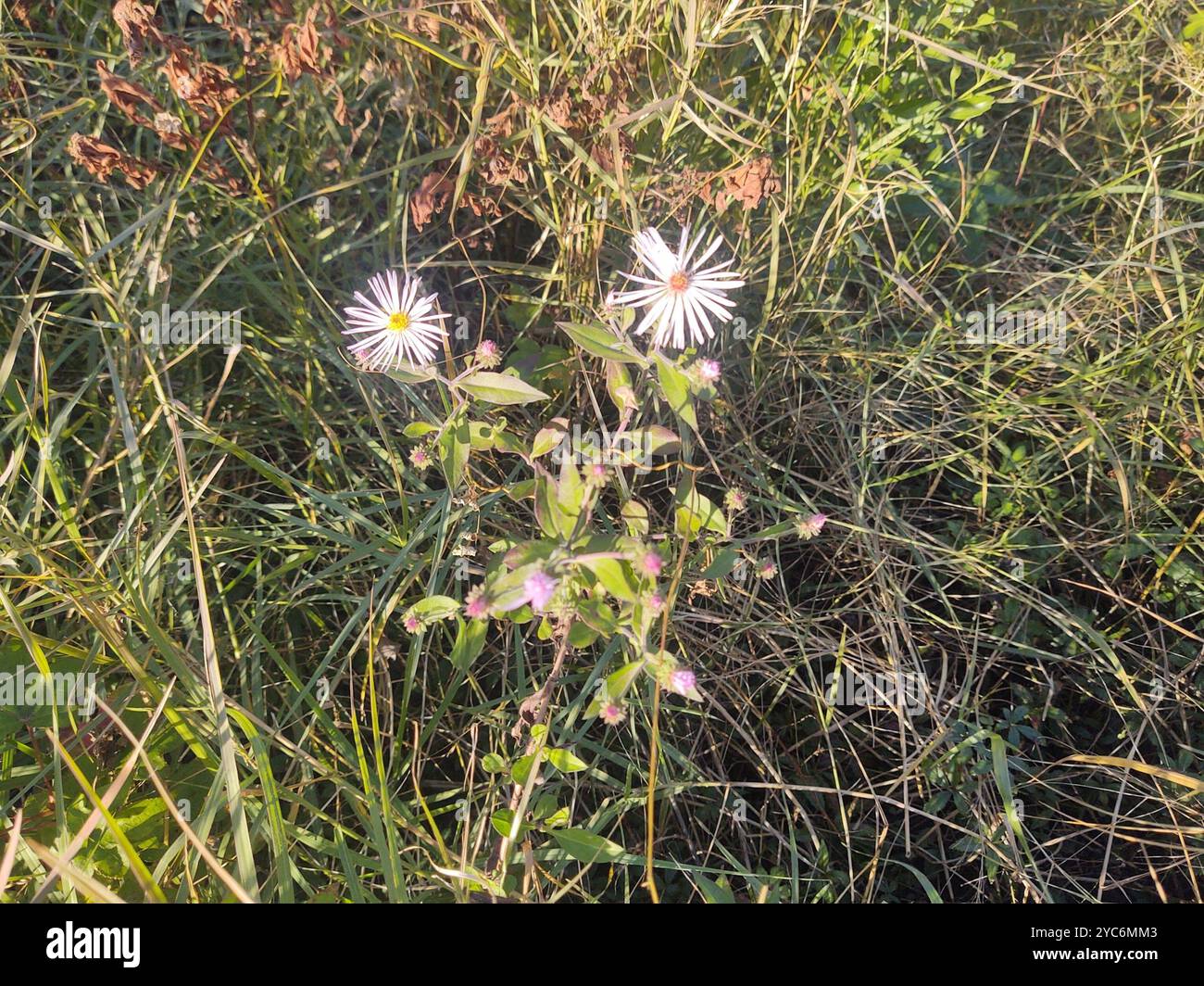 Aster carolinianus hi-res stock photography and images - Alamy
