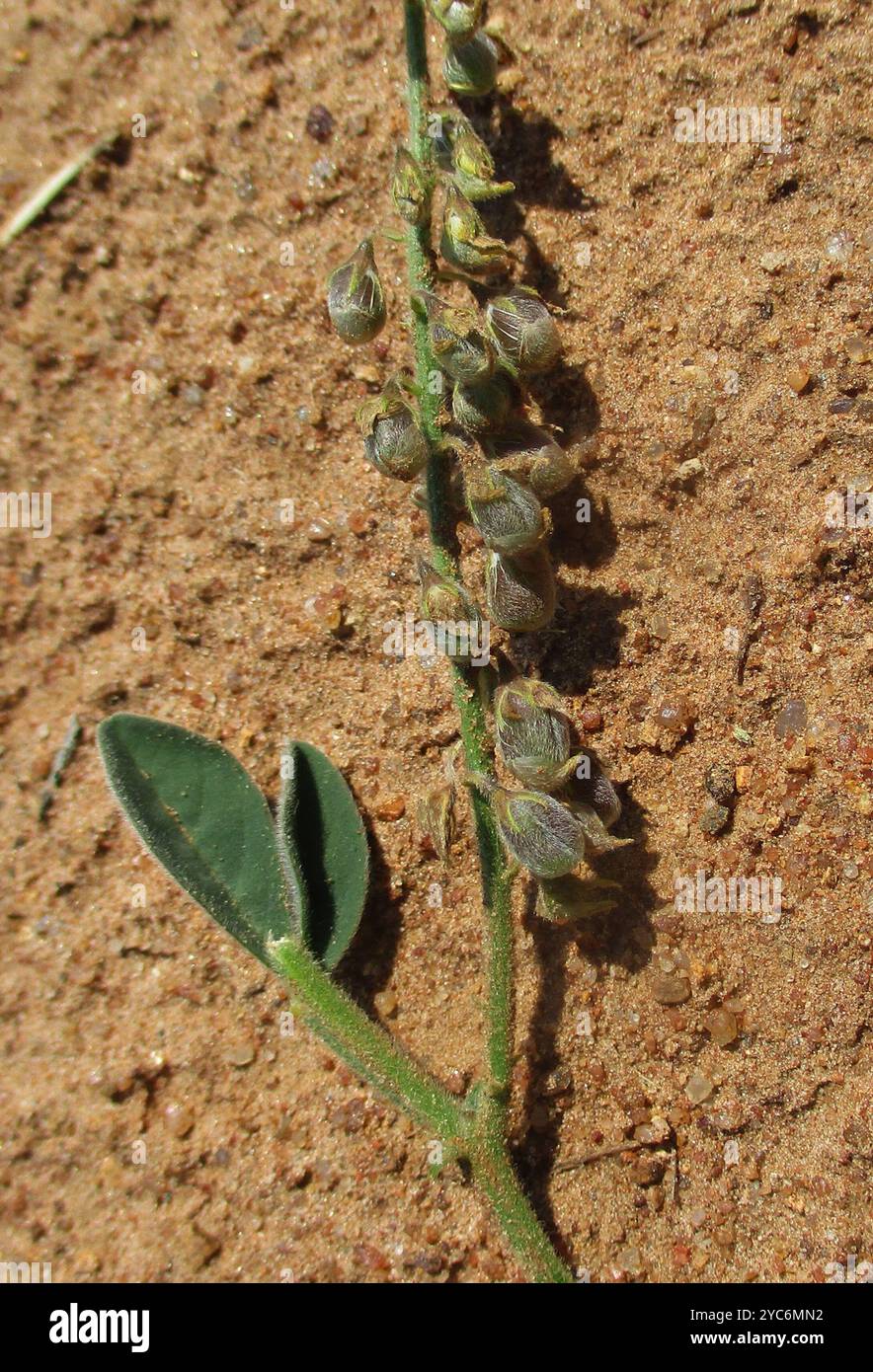Mealie Rattlepod (Crotalaria sphaerocarpa) Plantae Stock Photo - Alamy