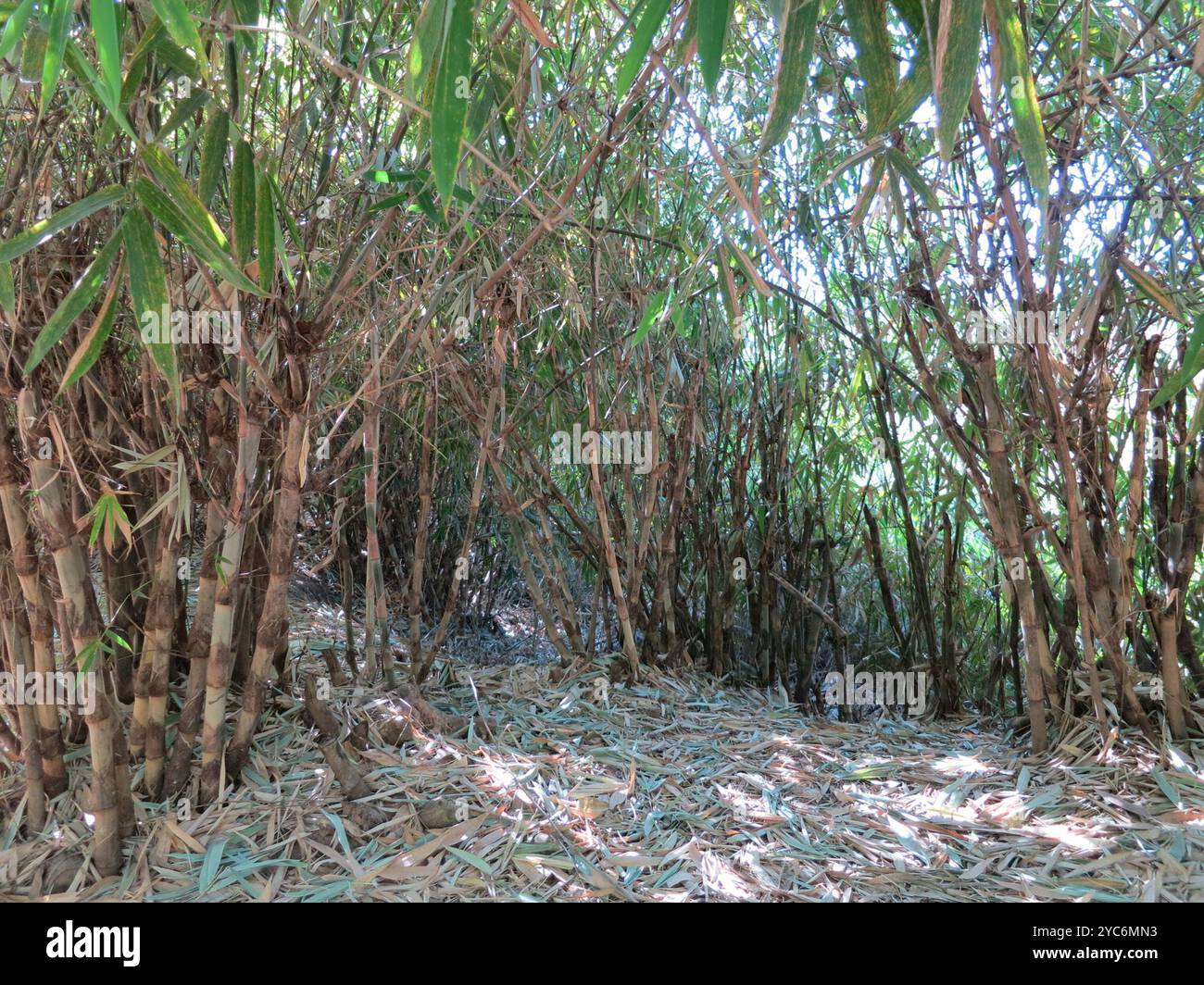 African Bamboo (Oxytenanthera abyssinica) Plantae Stock Photo - Alamy