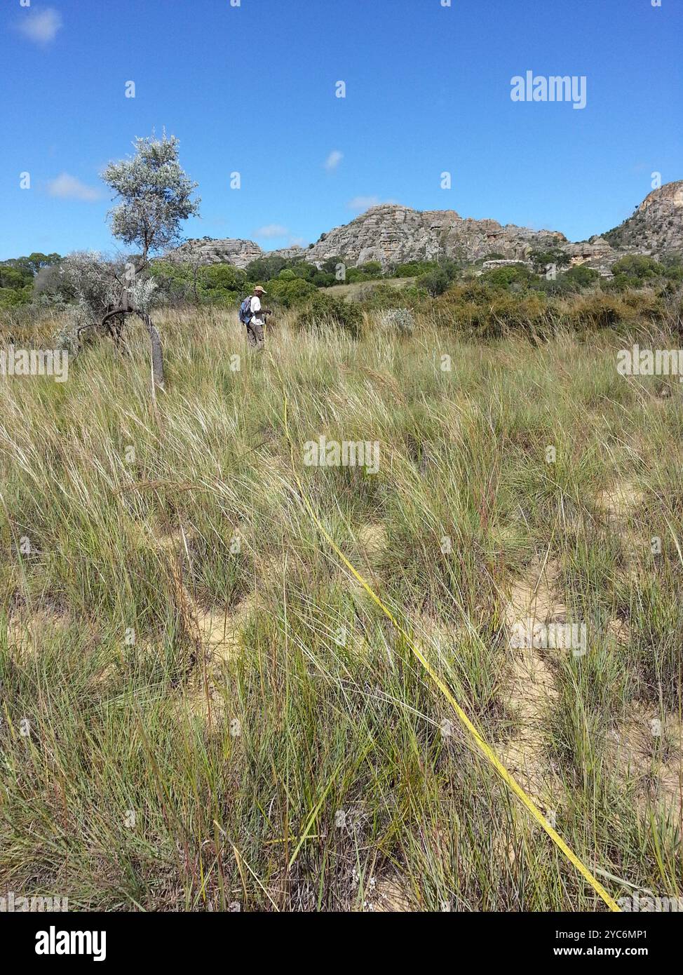 spiked crinkleawn (Trachypogon spicatus) Plantae Stock Photo - Alamy