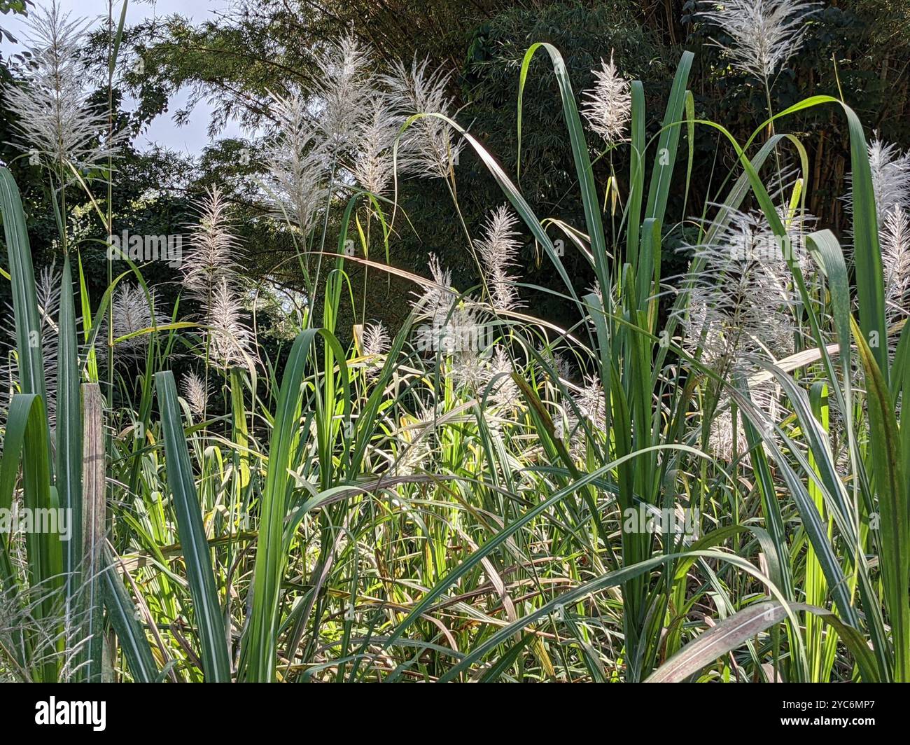 (Saccharum × sinense) Plantae Stock Photo - Alamy