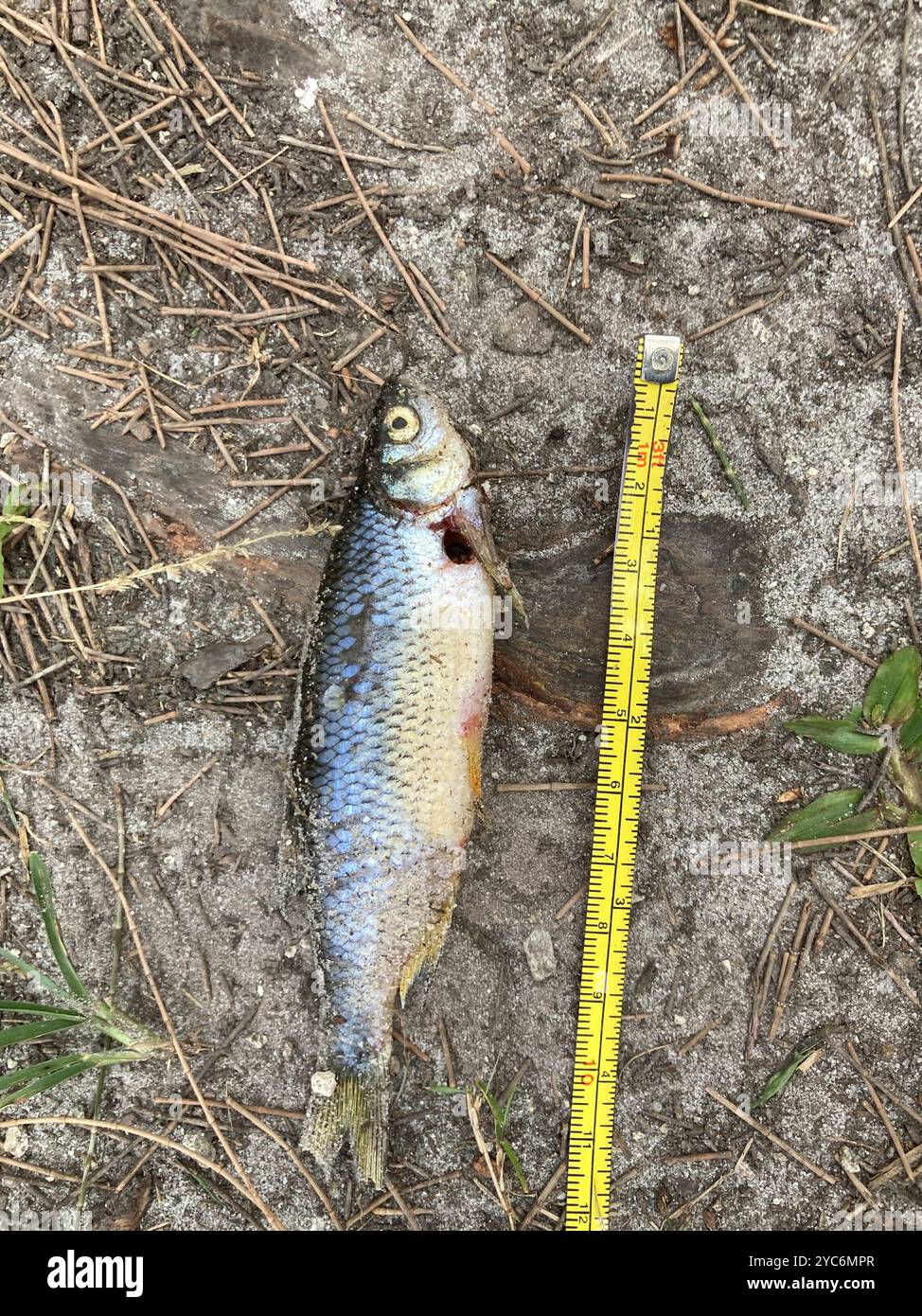 Golden Shiner (Notemigonus crysoleucas) Actinopterygii Stock Photo - Alamy