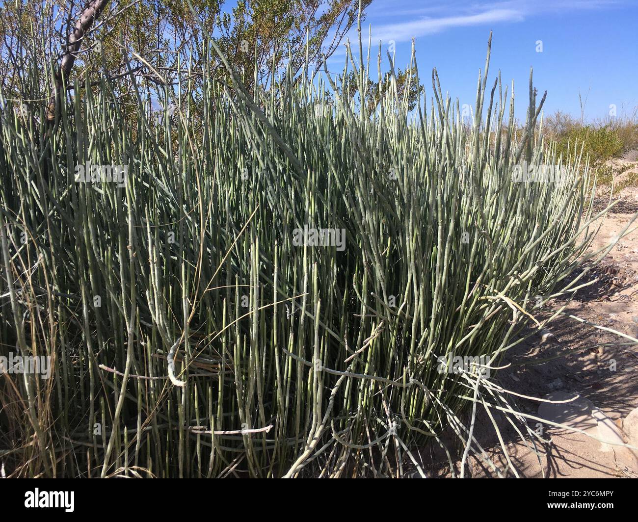 Candelilla euphorbia antisyphilitica hi-res stock photography and ...
