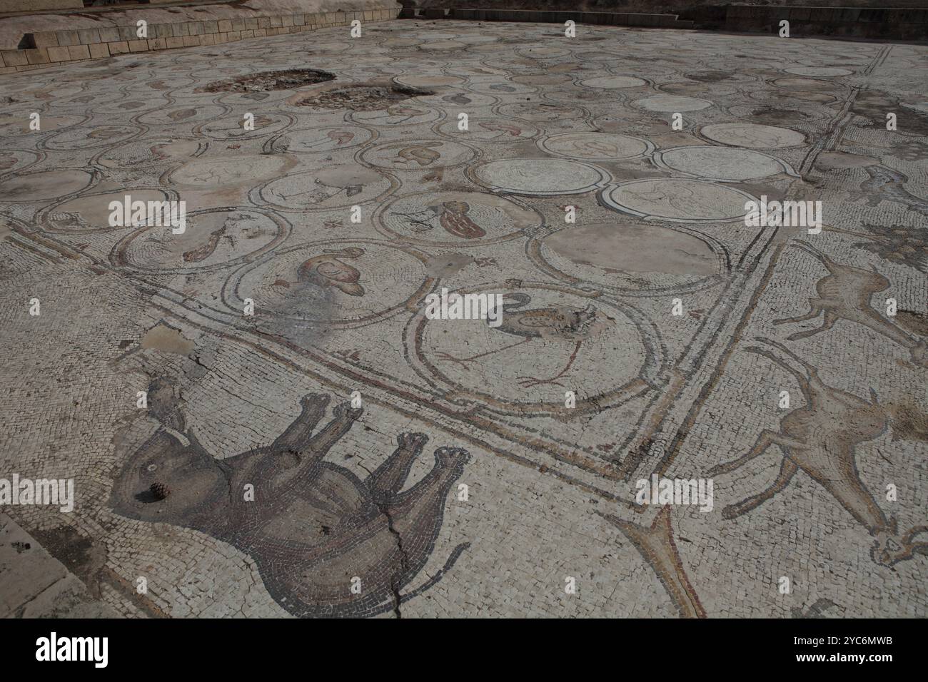 The Birds Mosaic showing one hundred and twenty medallions with various ...
