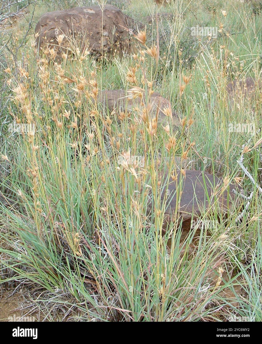 Kangaroo Grass (Themeda triandra) Plantae Stock Photo - Alamy