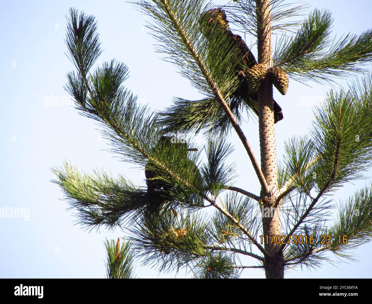 Yellow-tailed Black Cockatoo (Zanda funerea) Aves Stock Photo - Alamy