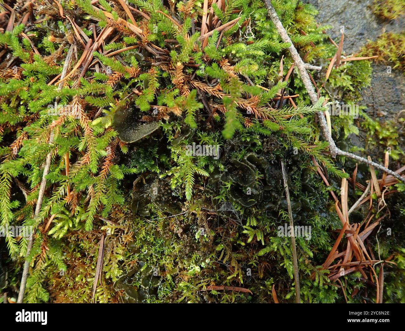 Batwing Vinyl Lichen (Scytinium platynum) Fungi Stock Photo - Alamy