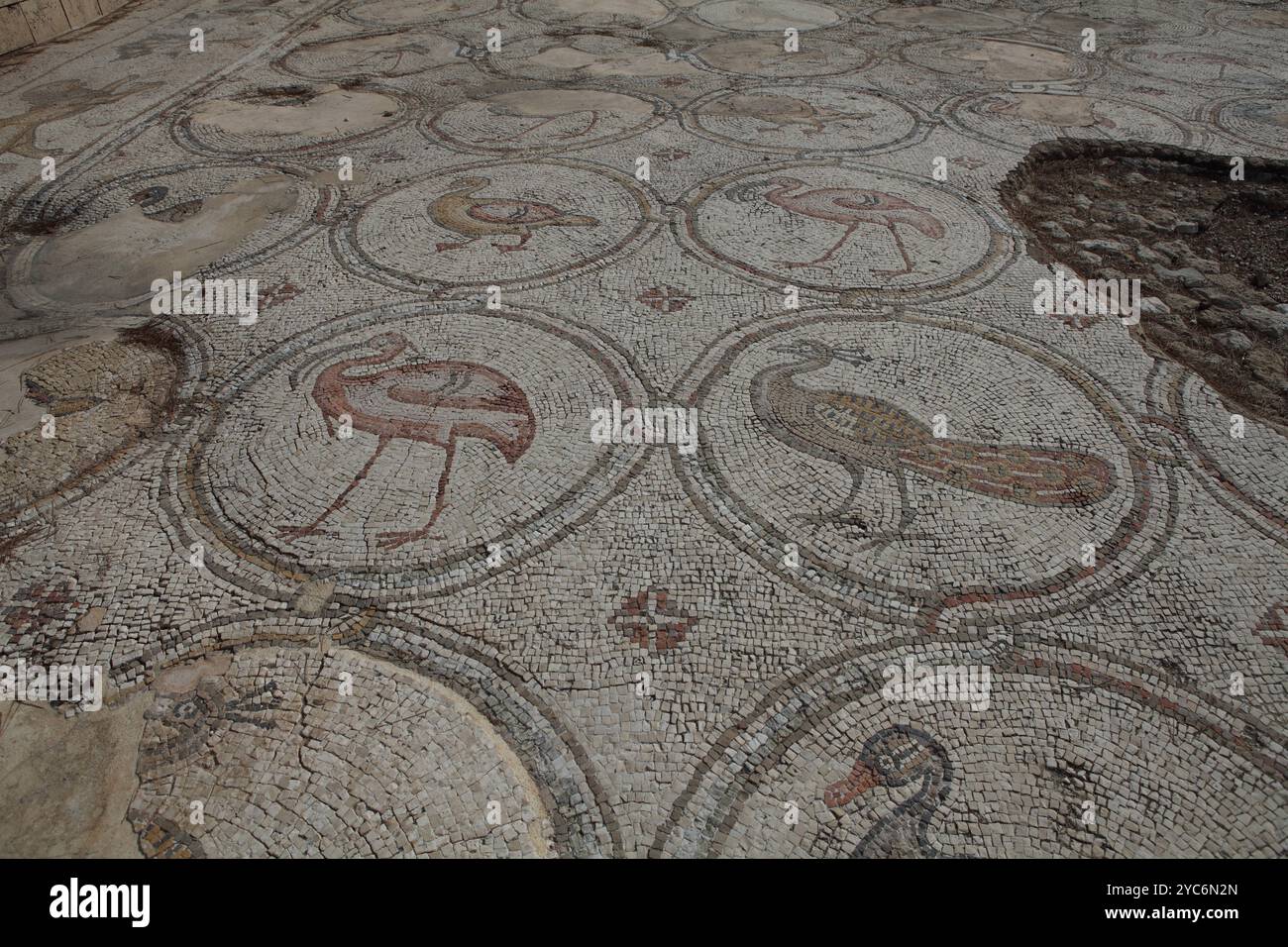 Birds mosaic, courtyard floor of a Byzantine palace from 600 AD, one ...