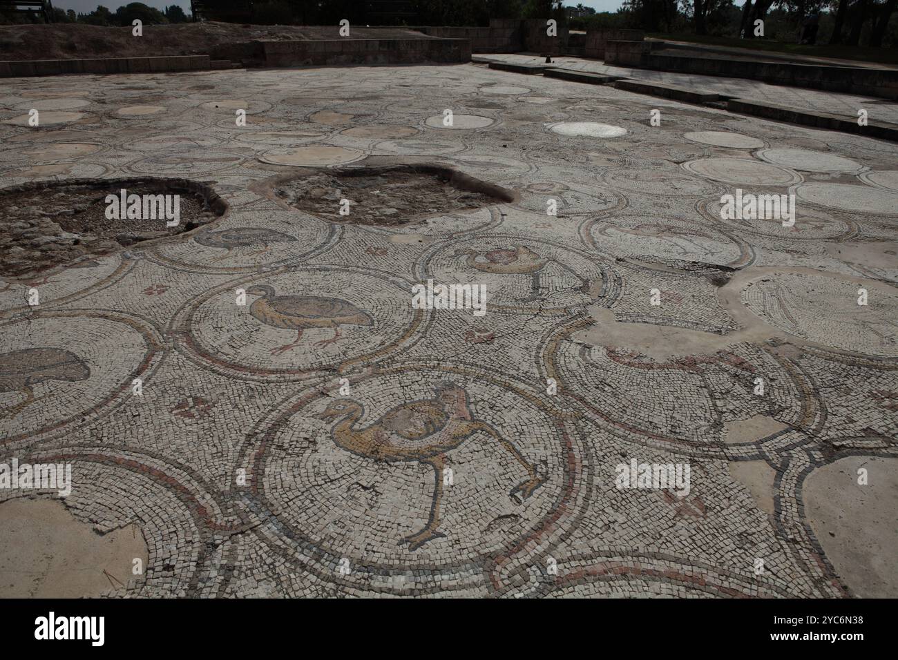 Birds mosaic, courtyard floor of a Byzantine palace from 600 AD, one ...