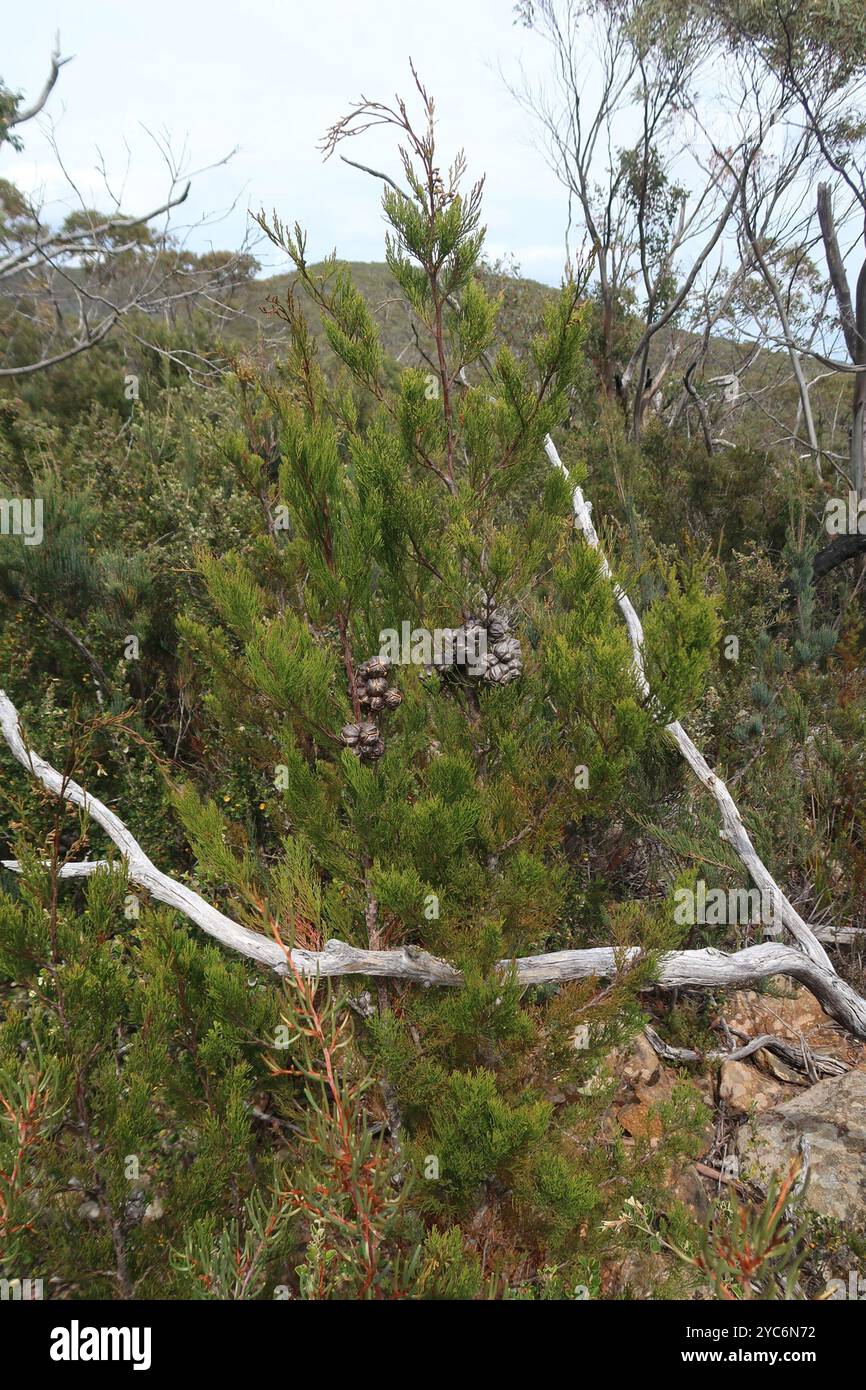Oyster Bay cypress-pine (Callitris rhomboidea) Plantae Stock Photo - Alamy