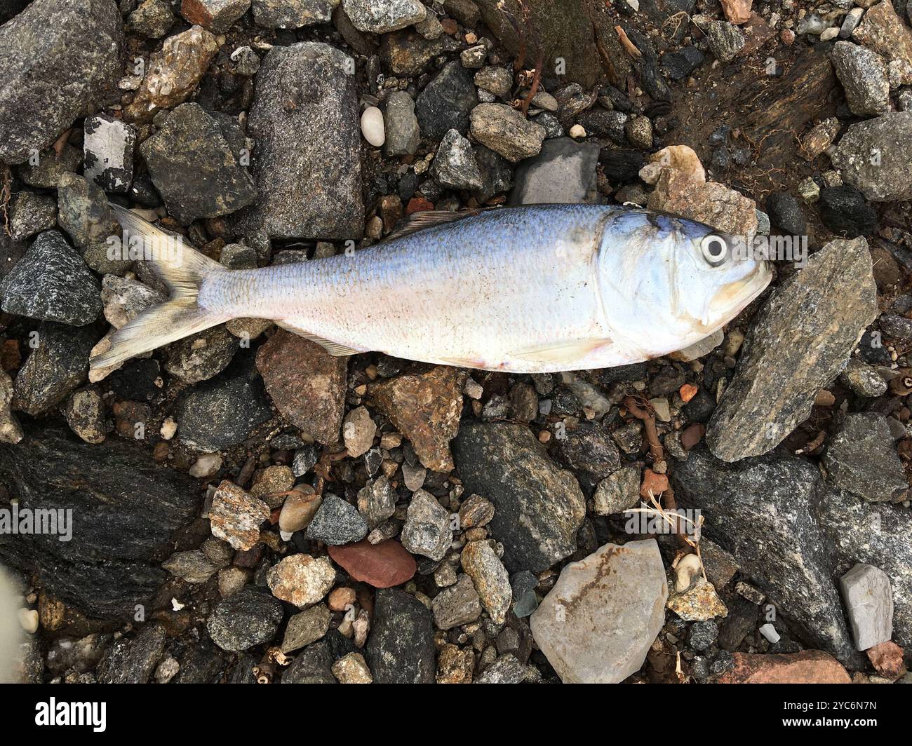 Atlantic Menhaden (Brevoortia tyrannus) Actinopterygii Stock Photo - Alamy