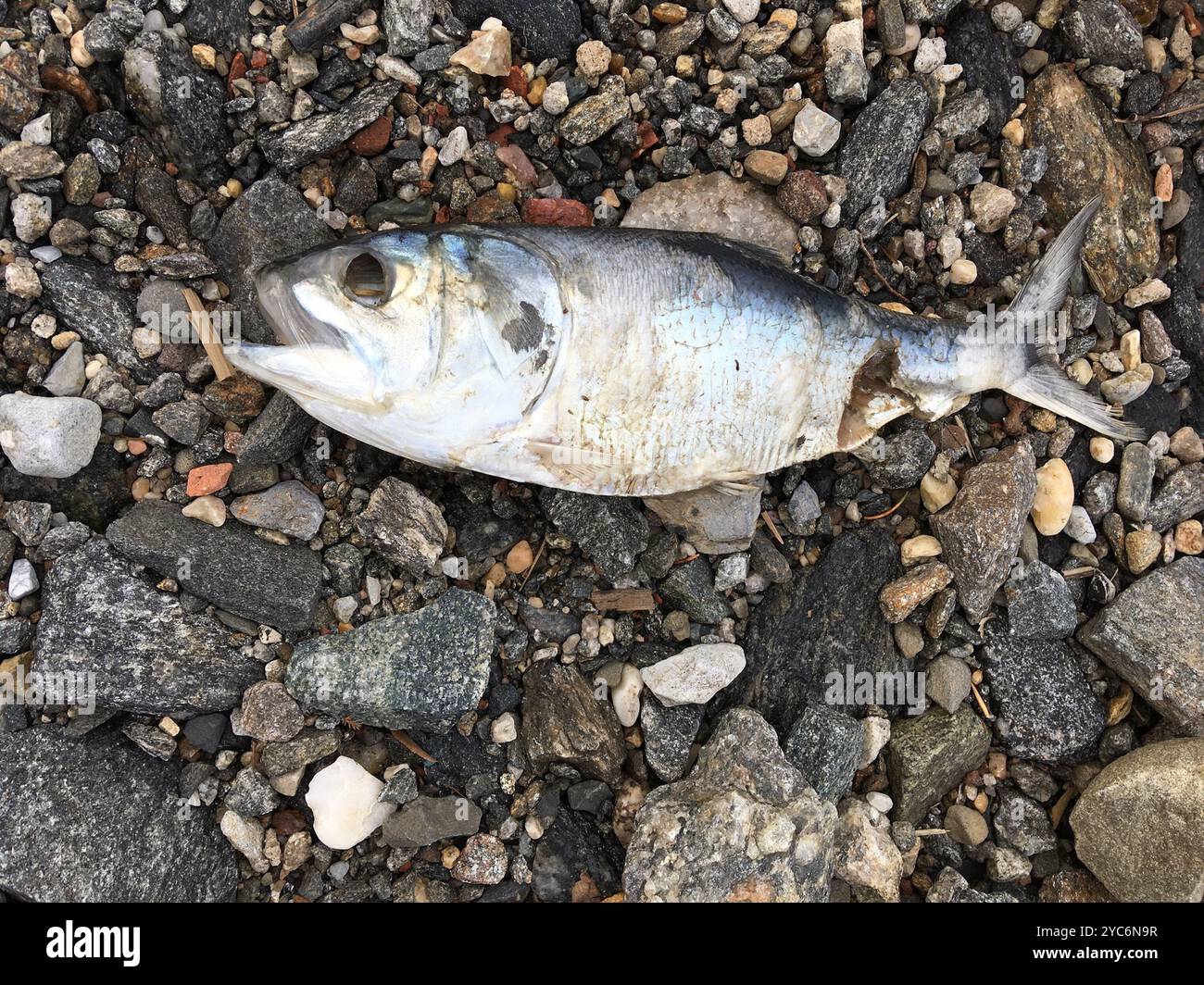 Atlantic Menhaden (Brevoortia tyrannus) Actinopterygii Stock Photo - Alamy