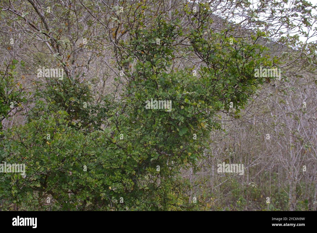 Lime Prickly-ash (Zanthoxylum fagara) Plantae Stock Photo - Alamy