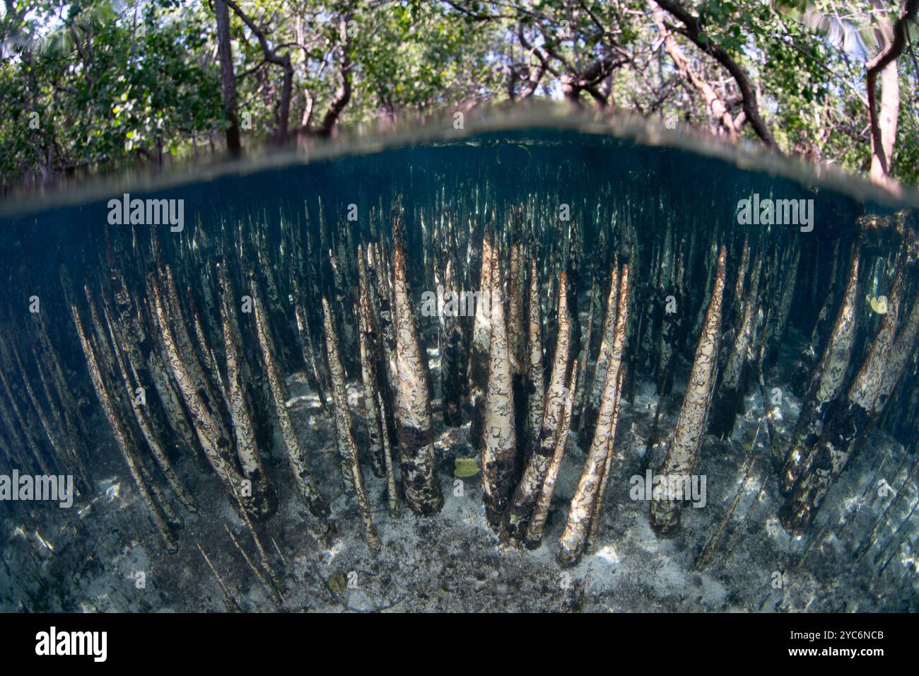 Spiky pneumatophores rise from the seafloor in a forest comprised of ...
