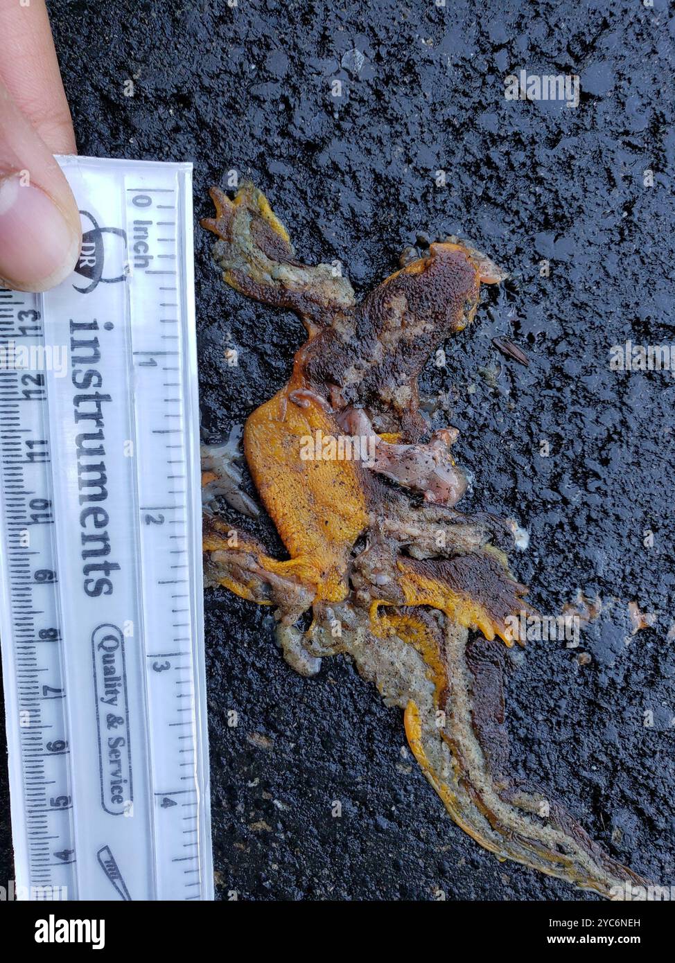 Pacific Newts (Taricha) Amphibia Stock Photo - Alamy