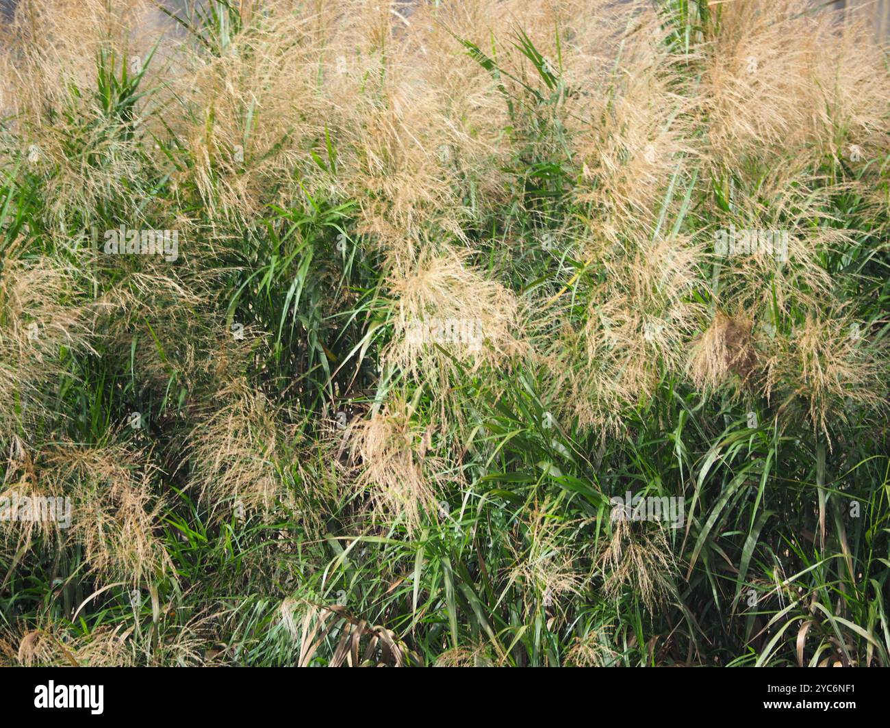 Tall Reed (Phragmites karka) Plantae Stock Photo - Alamy