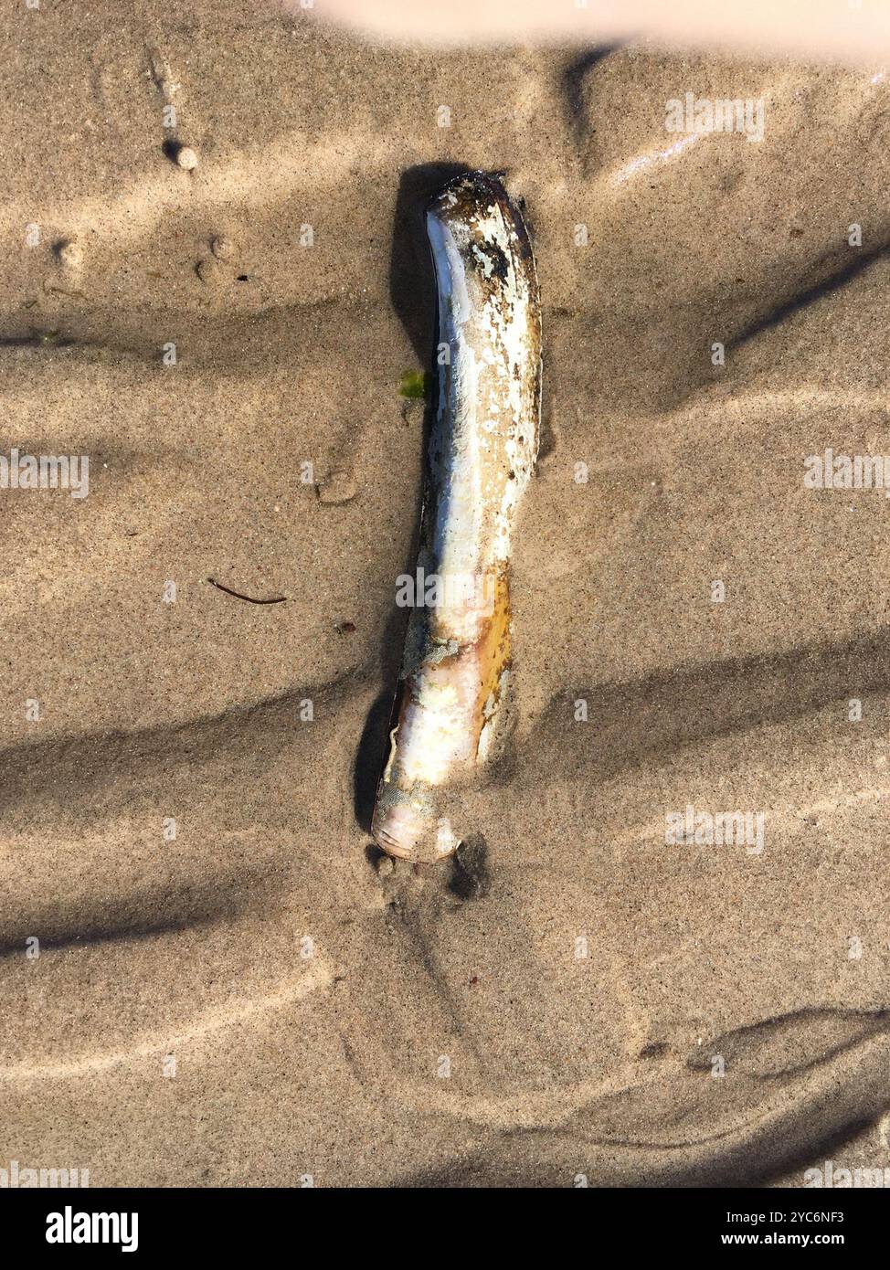 Ensis leei hi-res stock photography and images - Alamy