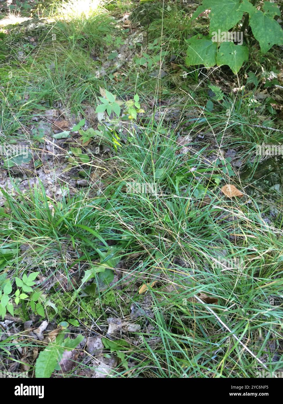 Flattened Oatgrass (Danthonia compressa) Plantae Stock Photo - Alamy