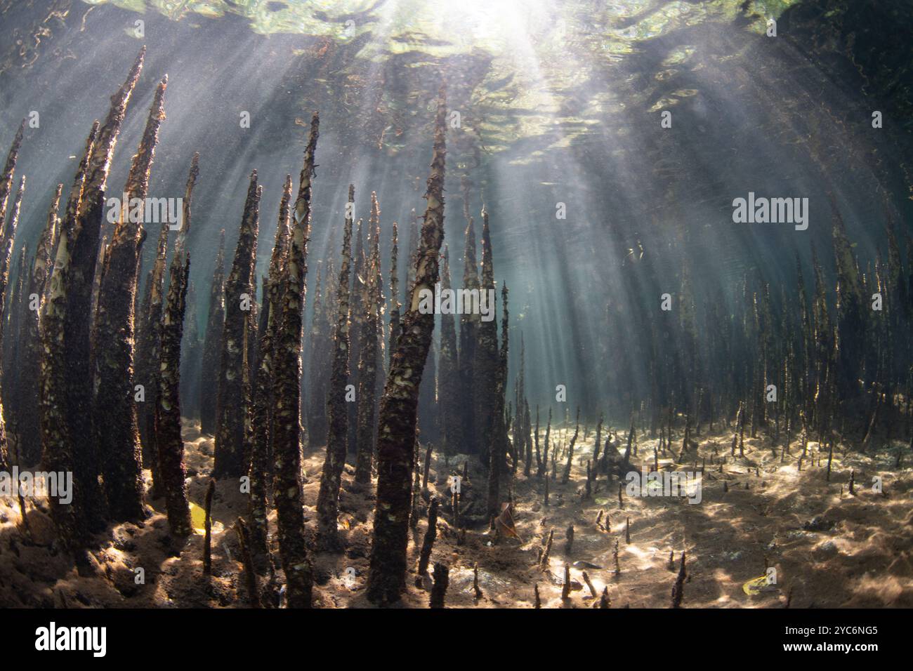 Spiky pneumatophores rise from the seafloor in a forest comprised of ...