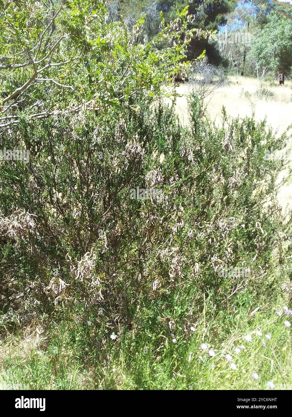 Kangaroo thorn (Acacia paradoxa) Plantae Stock Photo - Alamy