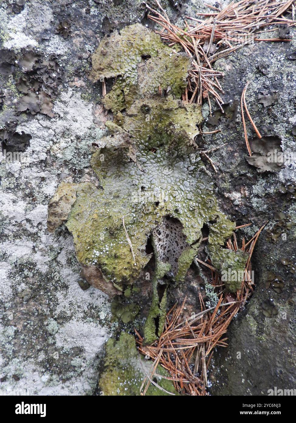 (Lasallia pustulata) Fungi Stock Photo - Alamy