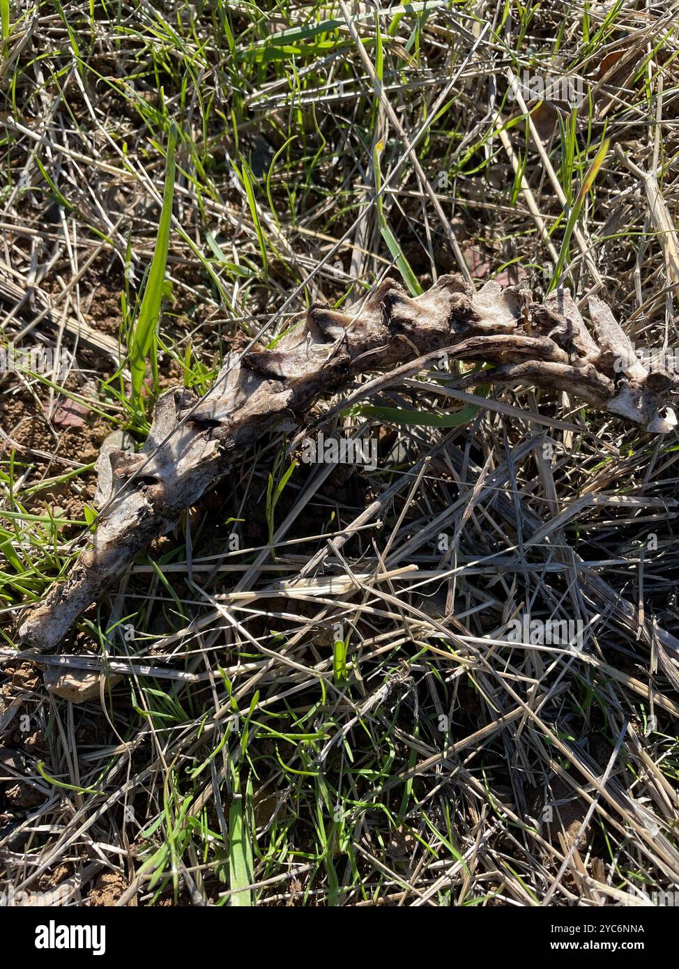 Mammals (Mammalia) Mammalia Stock Photo - Alamy