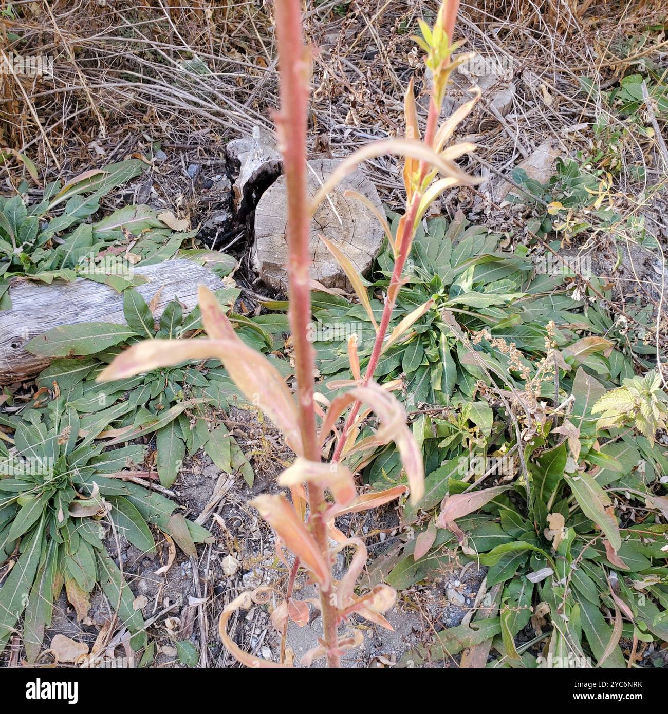 tall evening primrose (Oenothera elata) Plantae Stock Photo - Alamy