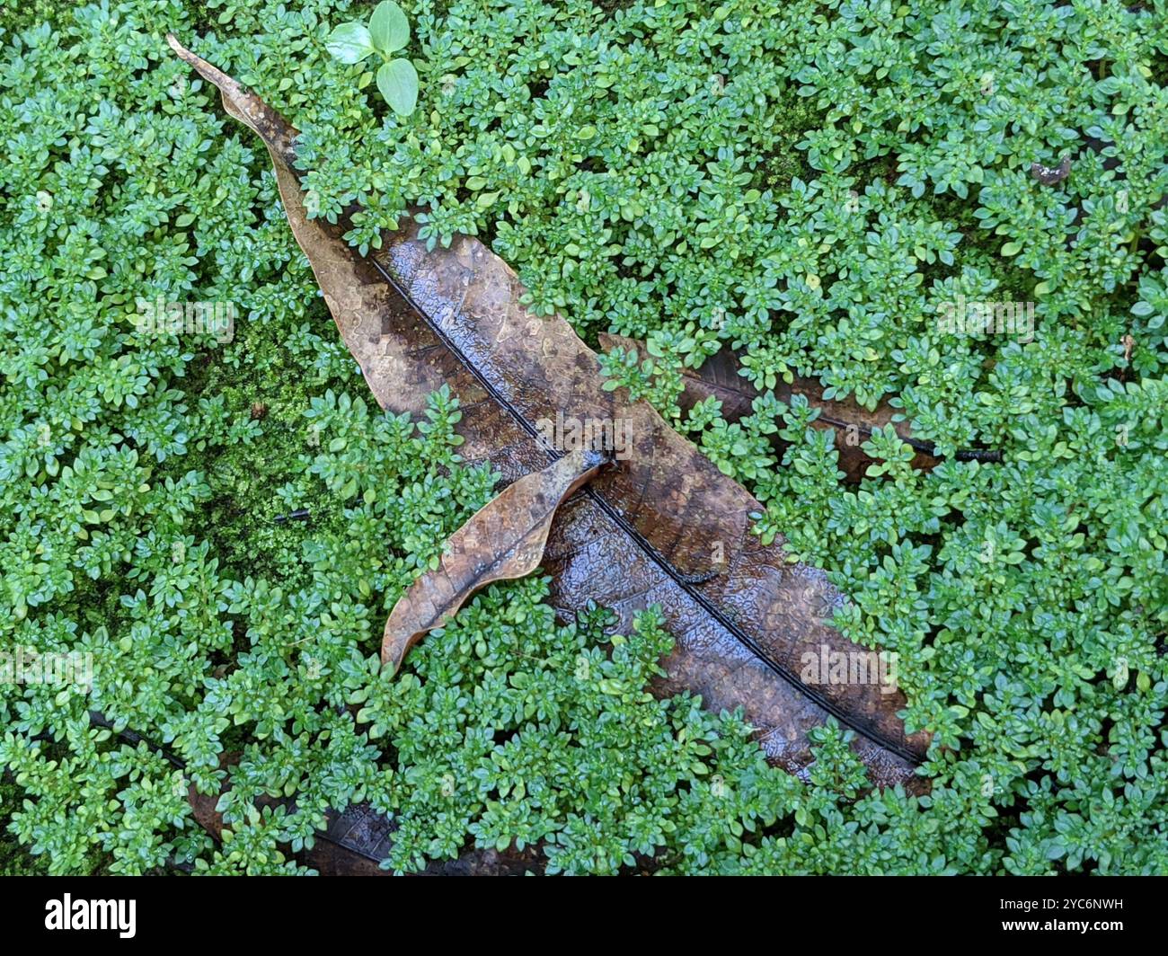 artillery plant (Pilea microphylla) Plantae Stock Photo - Alamy