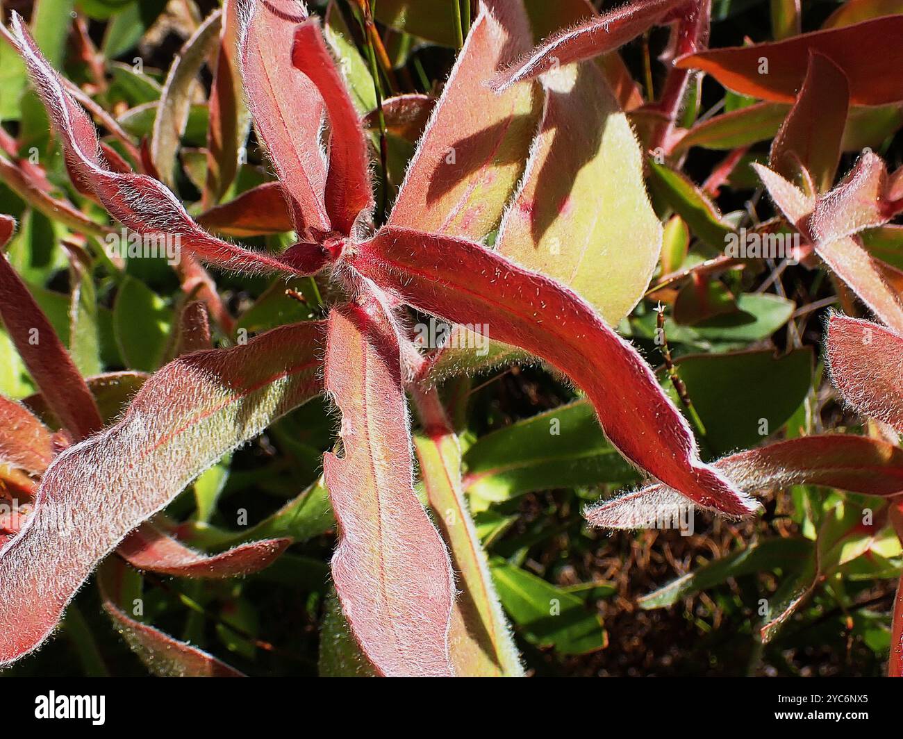 Common Shuttlecock Sugarbush (Protea aurea aurea) Plantae Stock Photo - Alamy