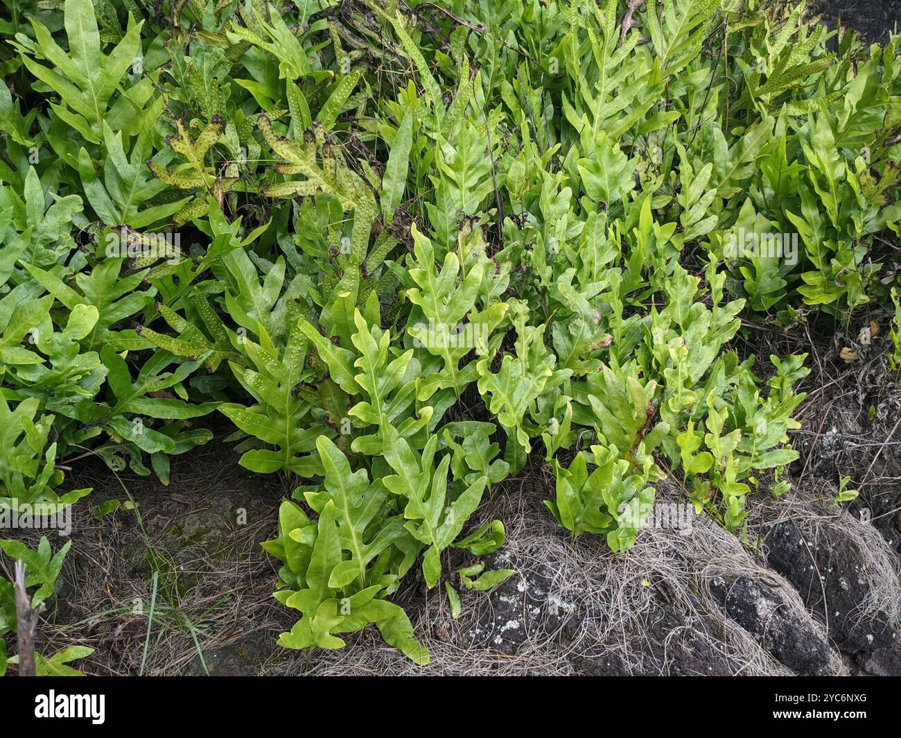 Musk Fern (Microsorum grossum) Plantae Stock Photo - Alamy