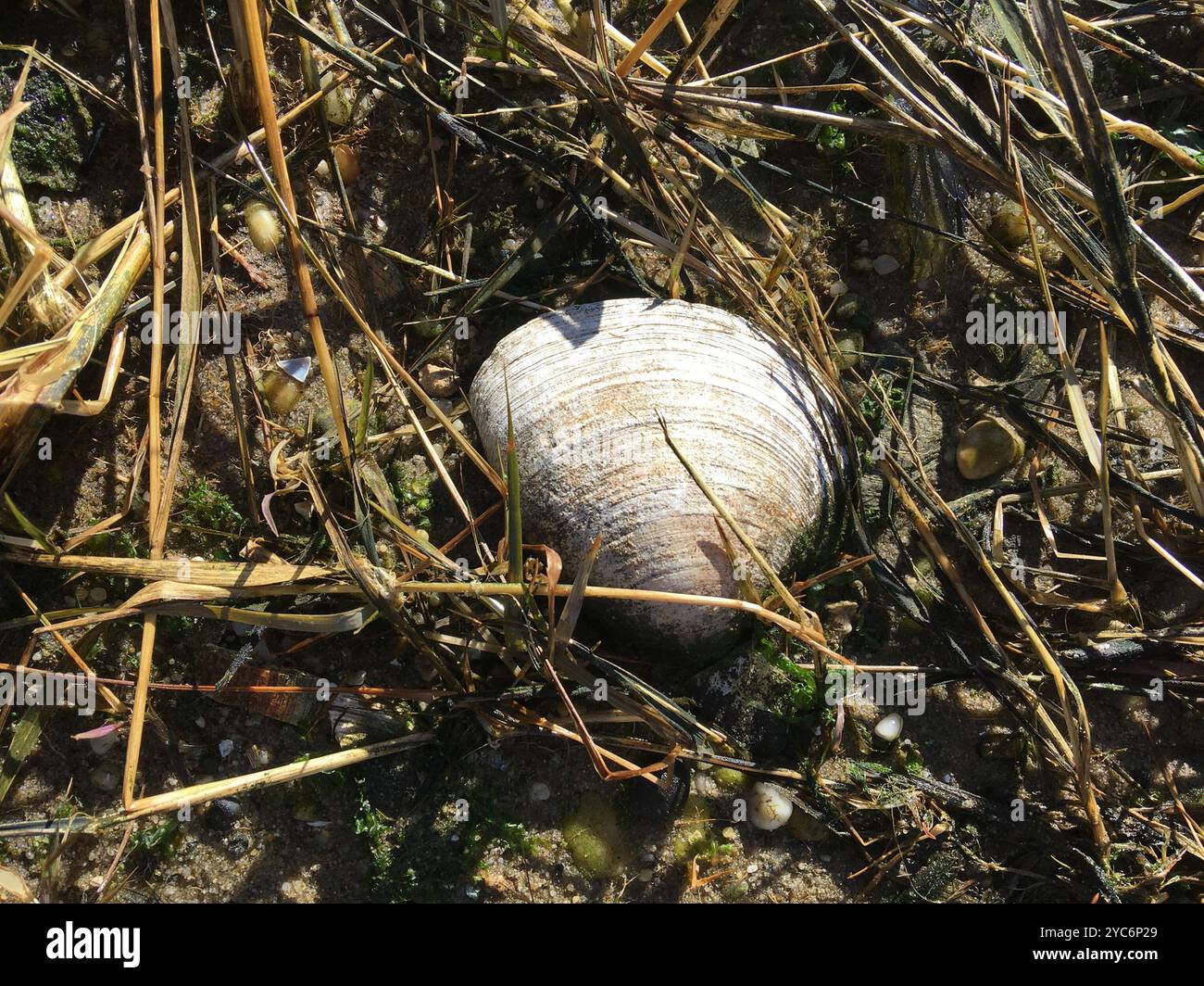 Northern Quahog (Mercenaria mercenaria) Mollusca Stock Photo - Alamy