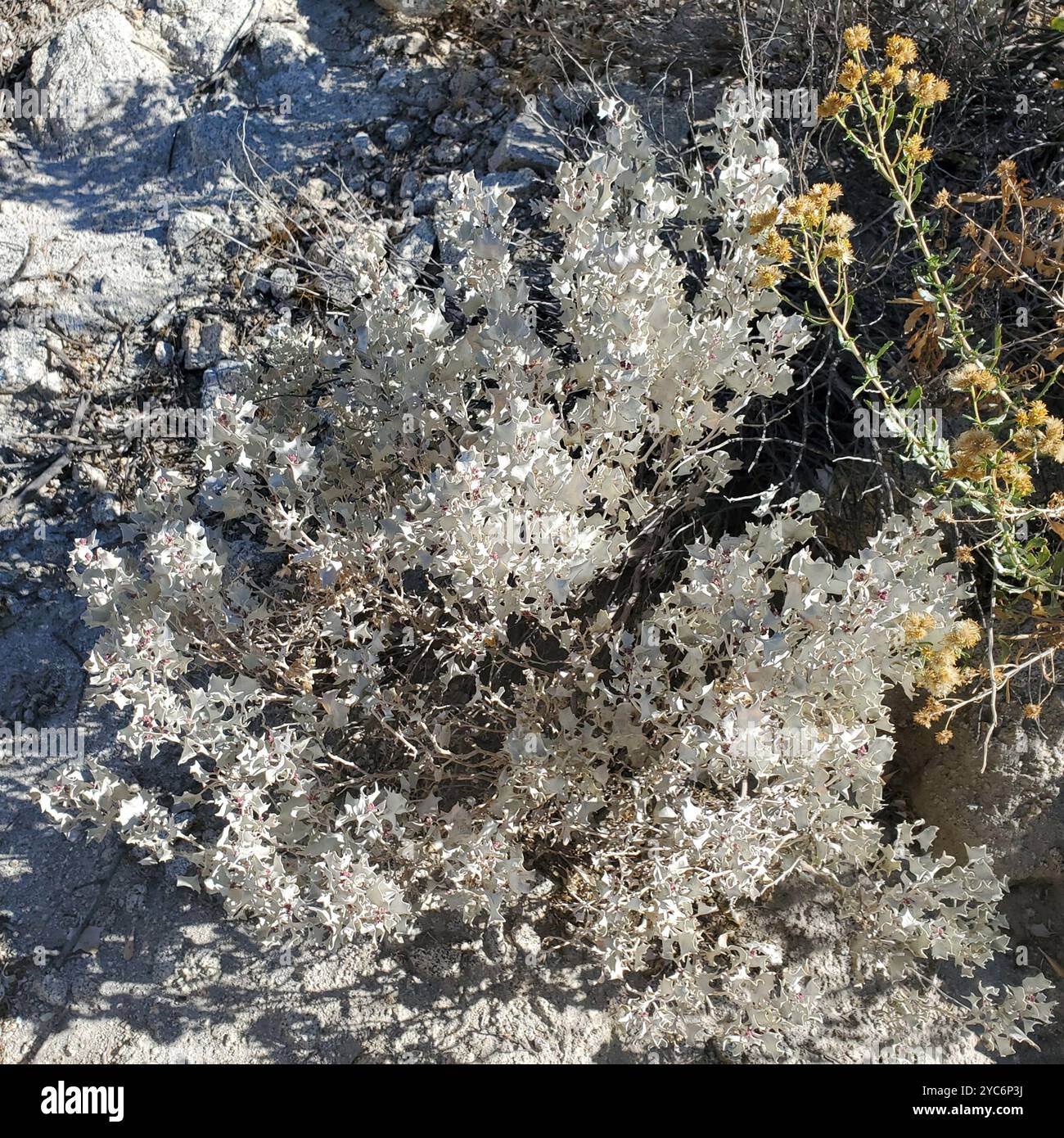 Desert Holly (Atriplex hymenelytra) Plantae Stock Photo - Alamy