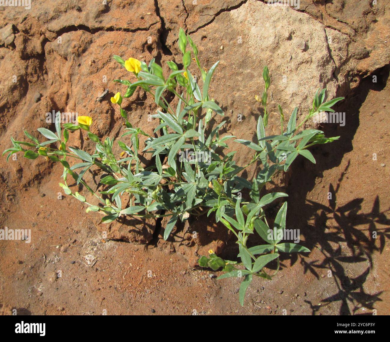Caterpillar Beans (Zornia) Plantae Stock Photo - Alamy