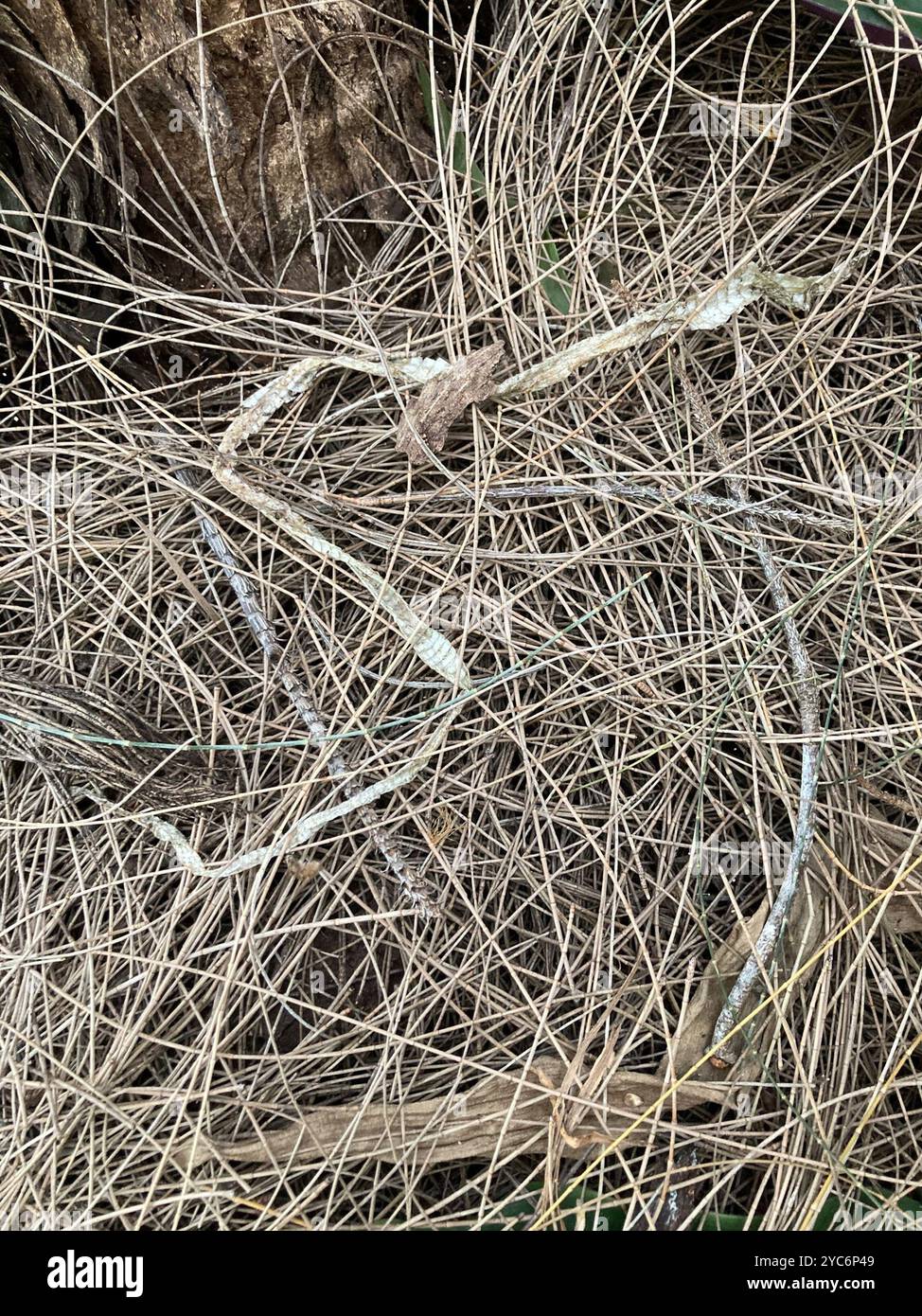 Snakes (Serpentes) Reptilia Stock Photo - Alamy