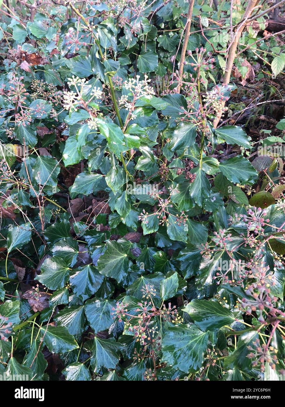 Atlantic Ivy (Hedera hibernica) Plantae Stock Photo - Alamy