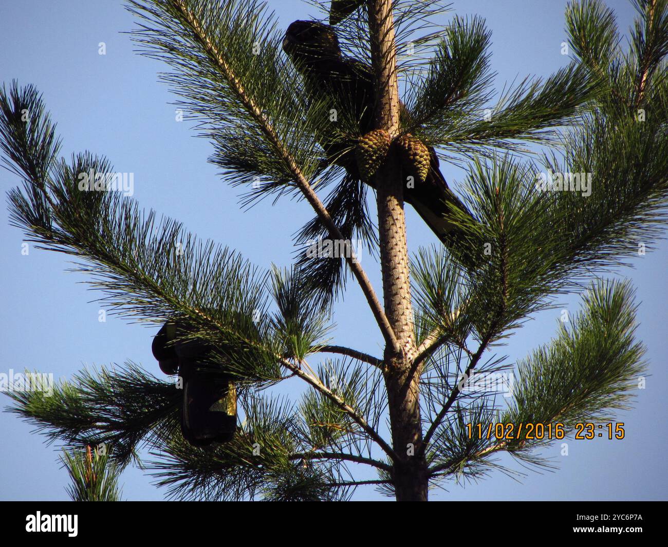 Yellow-tailed Black Cockatoo (Zanda funerea) Aves Stock Photo - Alamy