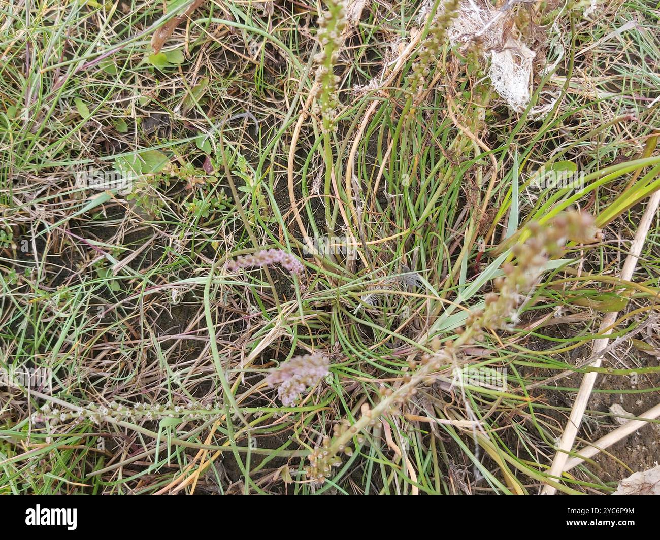 common arrowgrass (Triglochin maritima) Plantae Stock Photo - Alamy