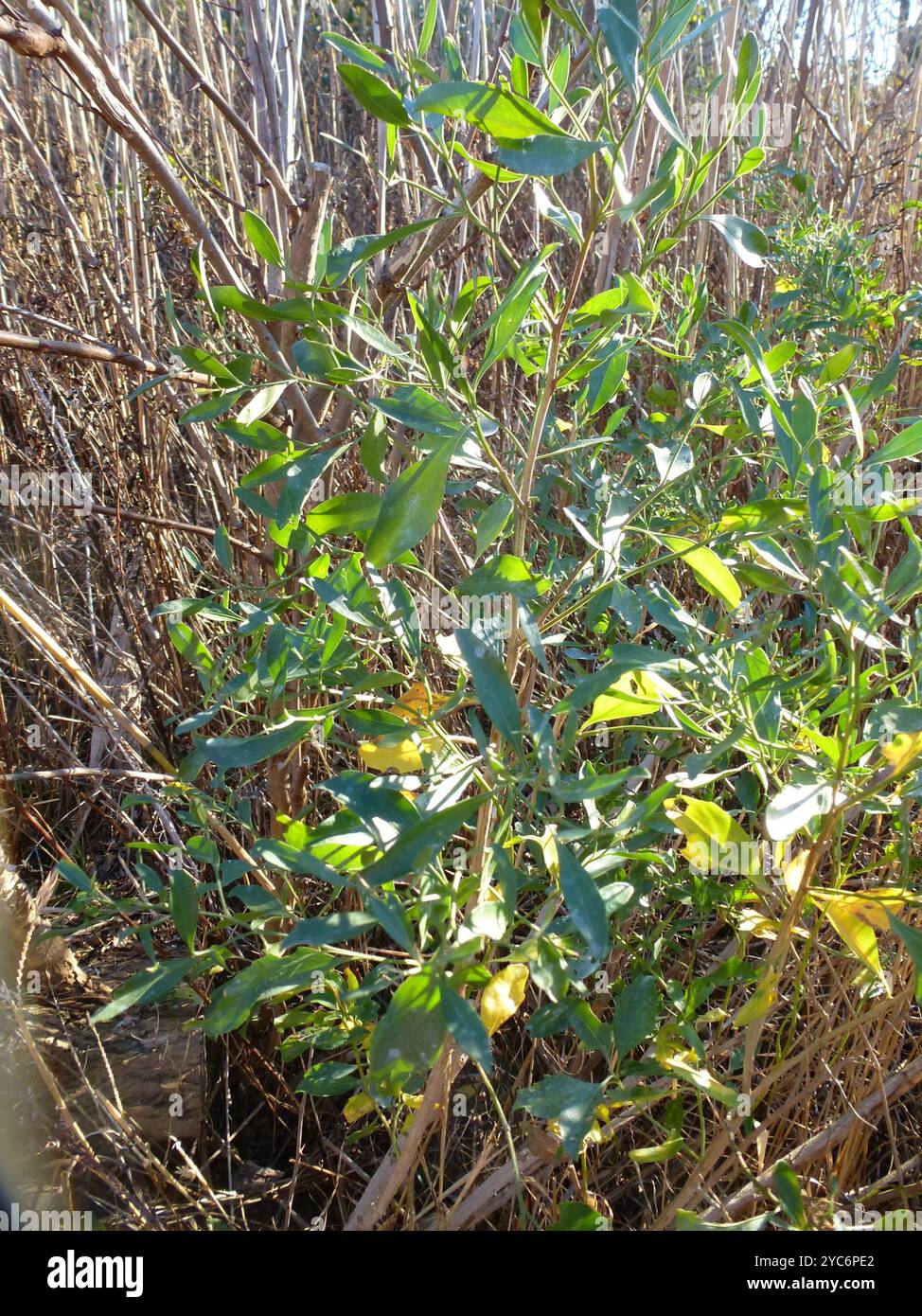 groundsel tree (Baccharis halimifolia) Plantae Stock Photo - Alamy