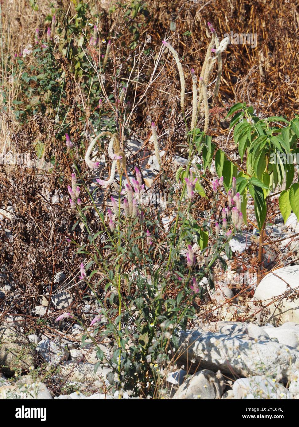 Quail Grass (Celosia argentea) Plantae Stock Photo - Alamy