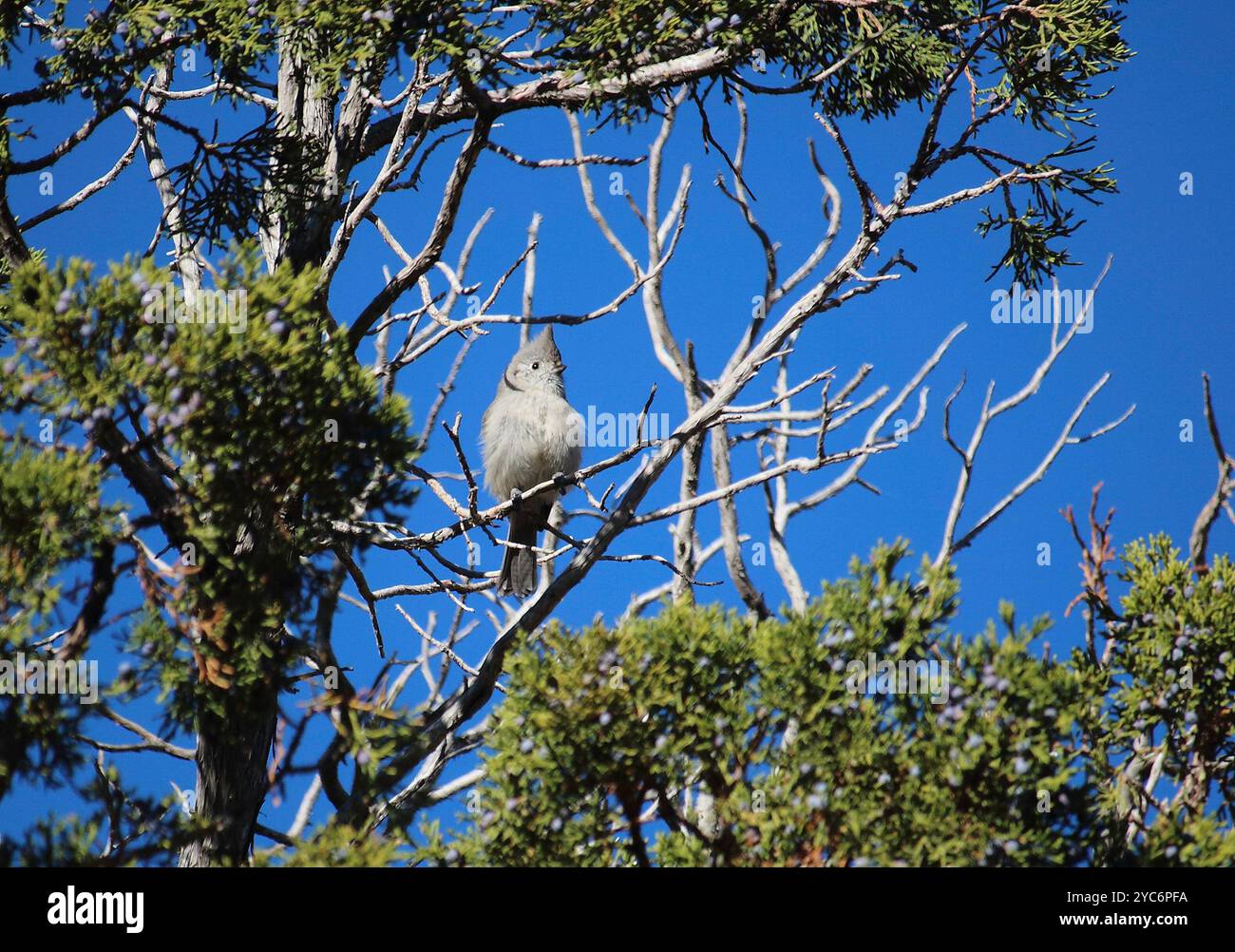 Juniper titmouse hi-res stock photography and images - Alamy