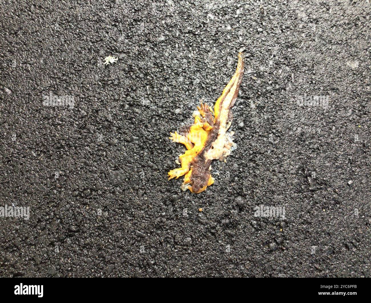 Pacific Newts (Taricha) Amphibia Stock Photo - Alamy